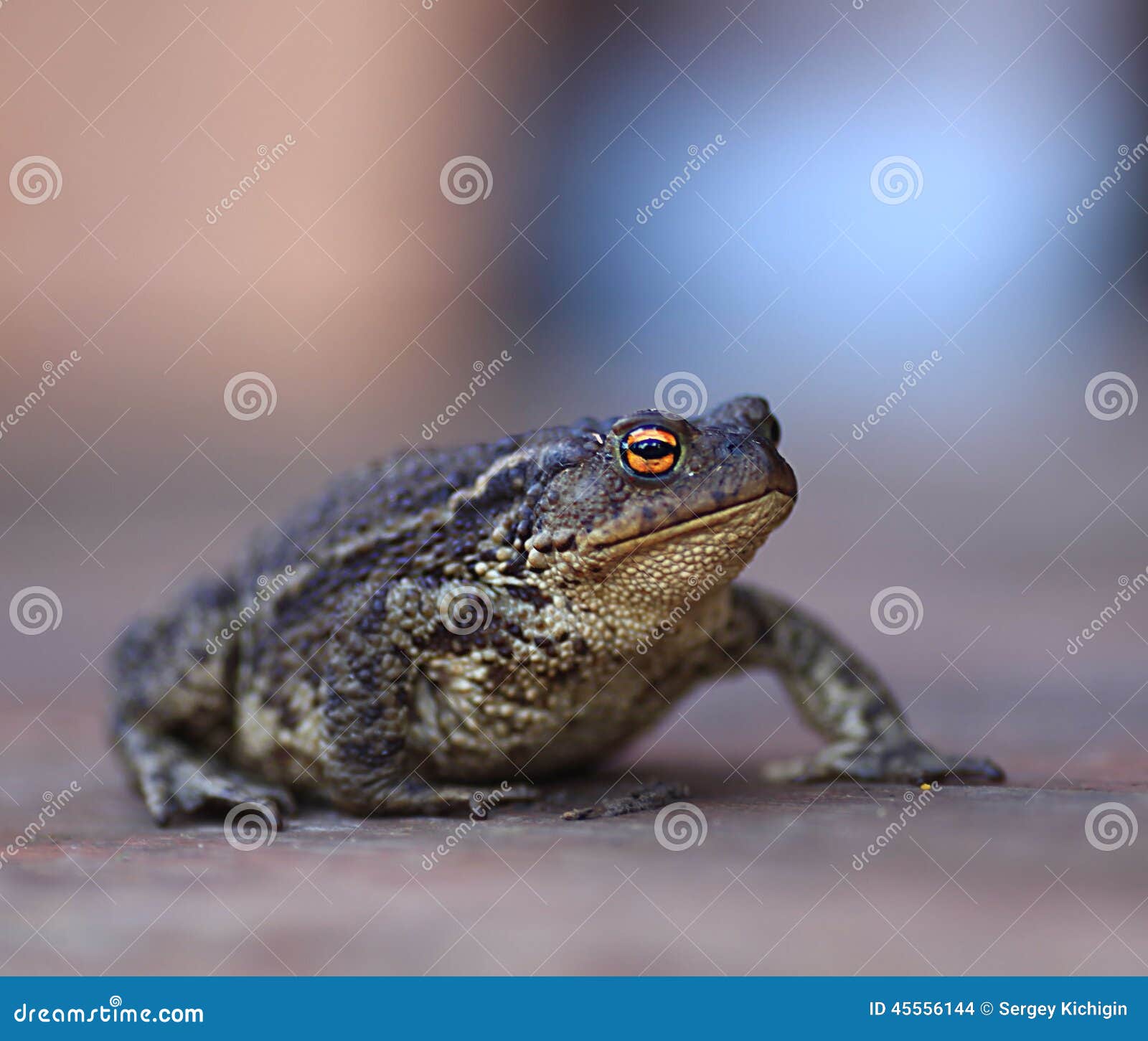 Giant sad black frog toad stock photo. Image of animal - 45556144