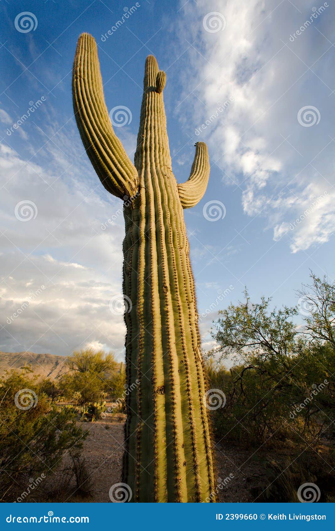 Giant Saguaro stock photo. Image of needles, cactus, desert - 2399660