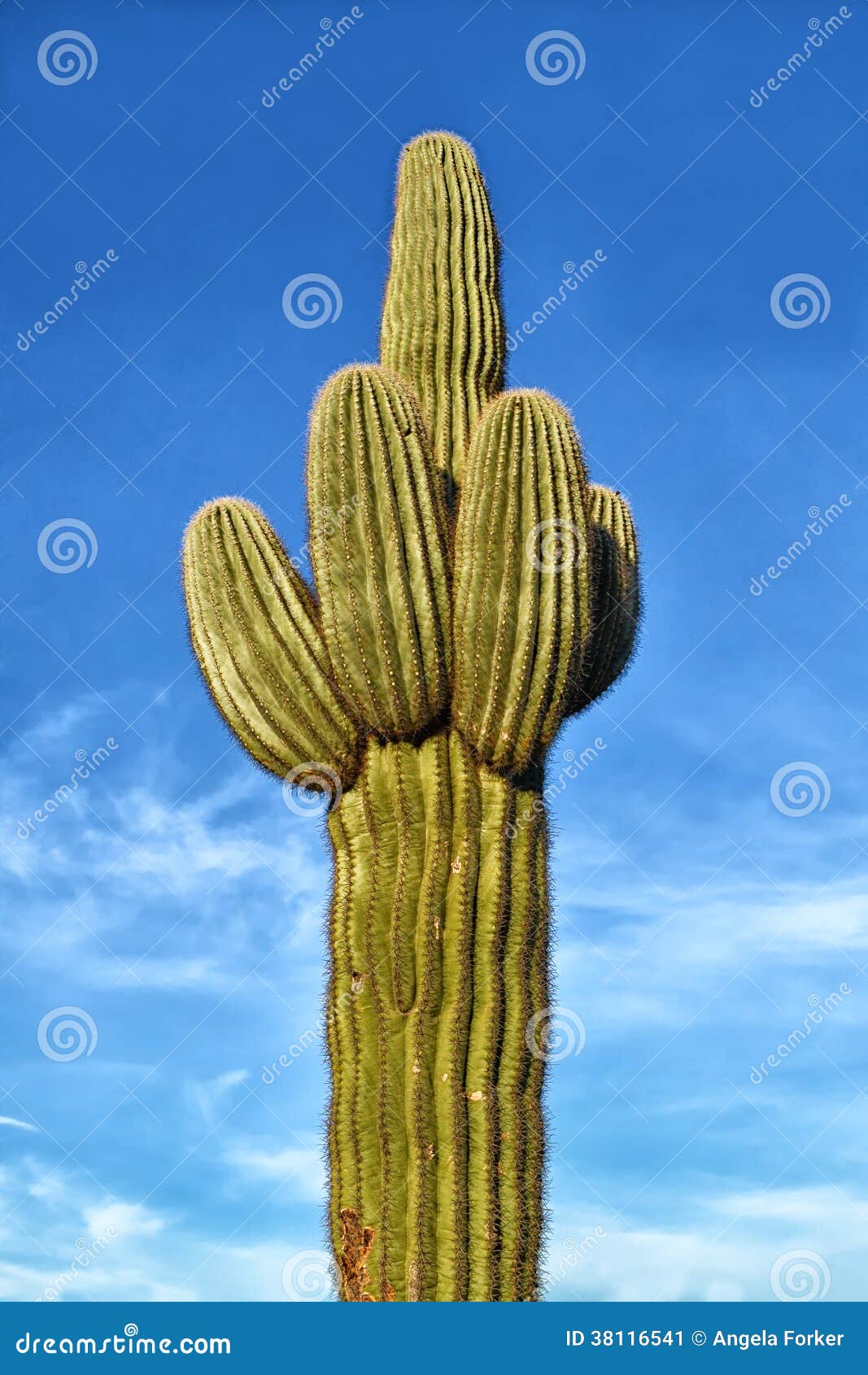 Giant Saguaro Cactus stock image. Image of desolate, stately - 38116541