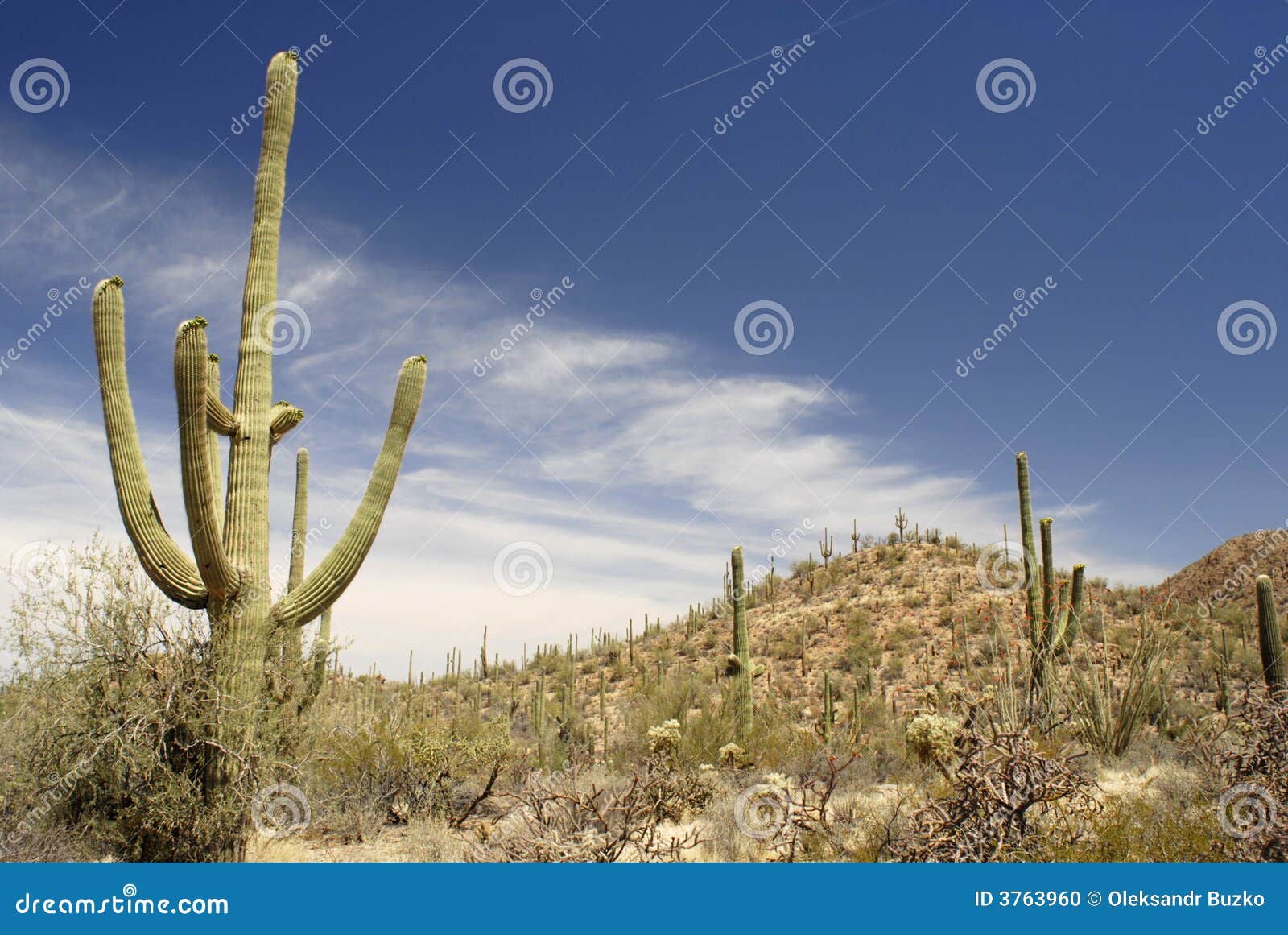 Giant Saguaro Cactus Forest Stock Photo - Image of national, cactus ...