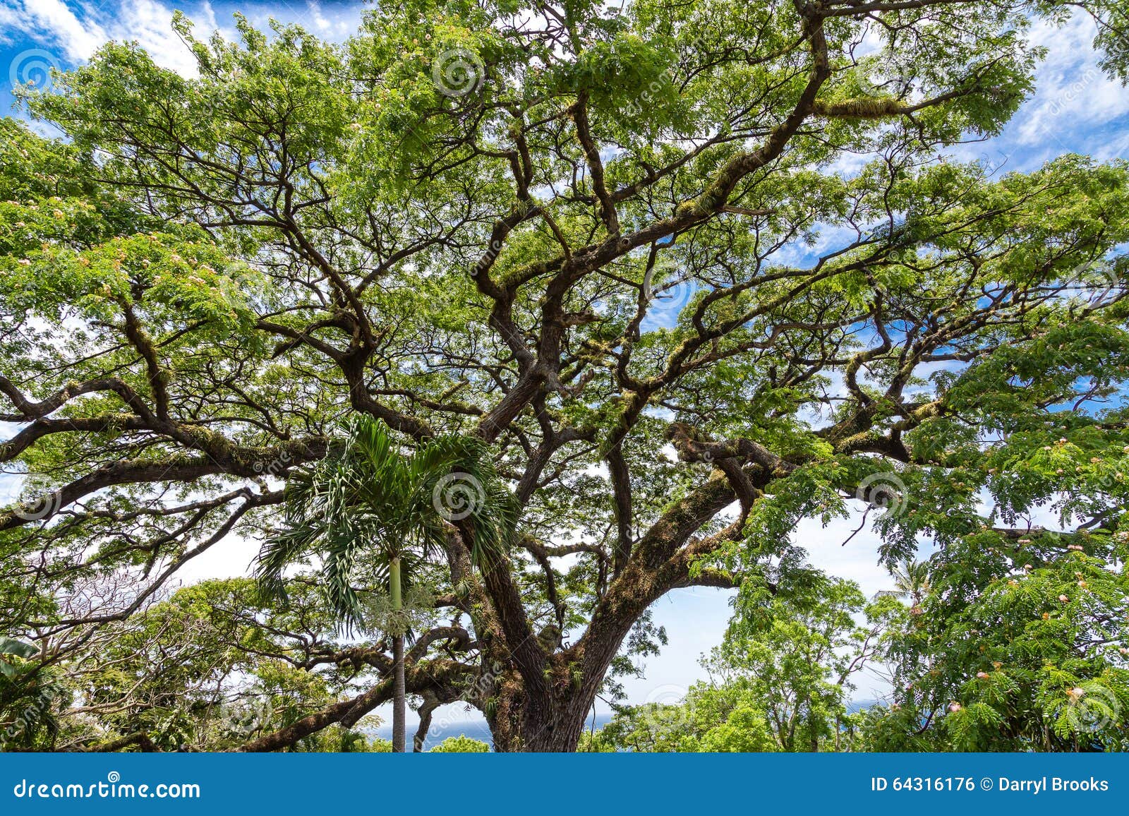 Giant Saman Tree on St Kitts Stock Photo - Image of season, nature ...
