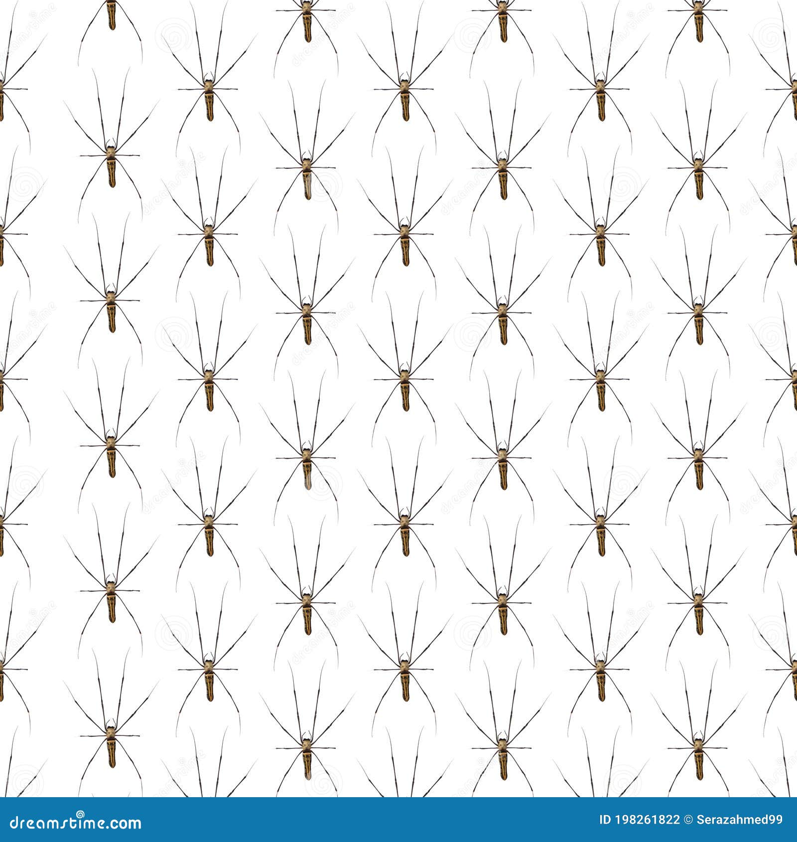 Giant Scary Spider Pattern Isolated on a White Background Stock Photo ...