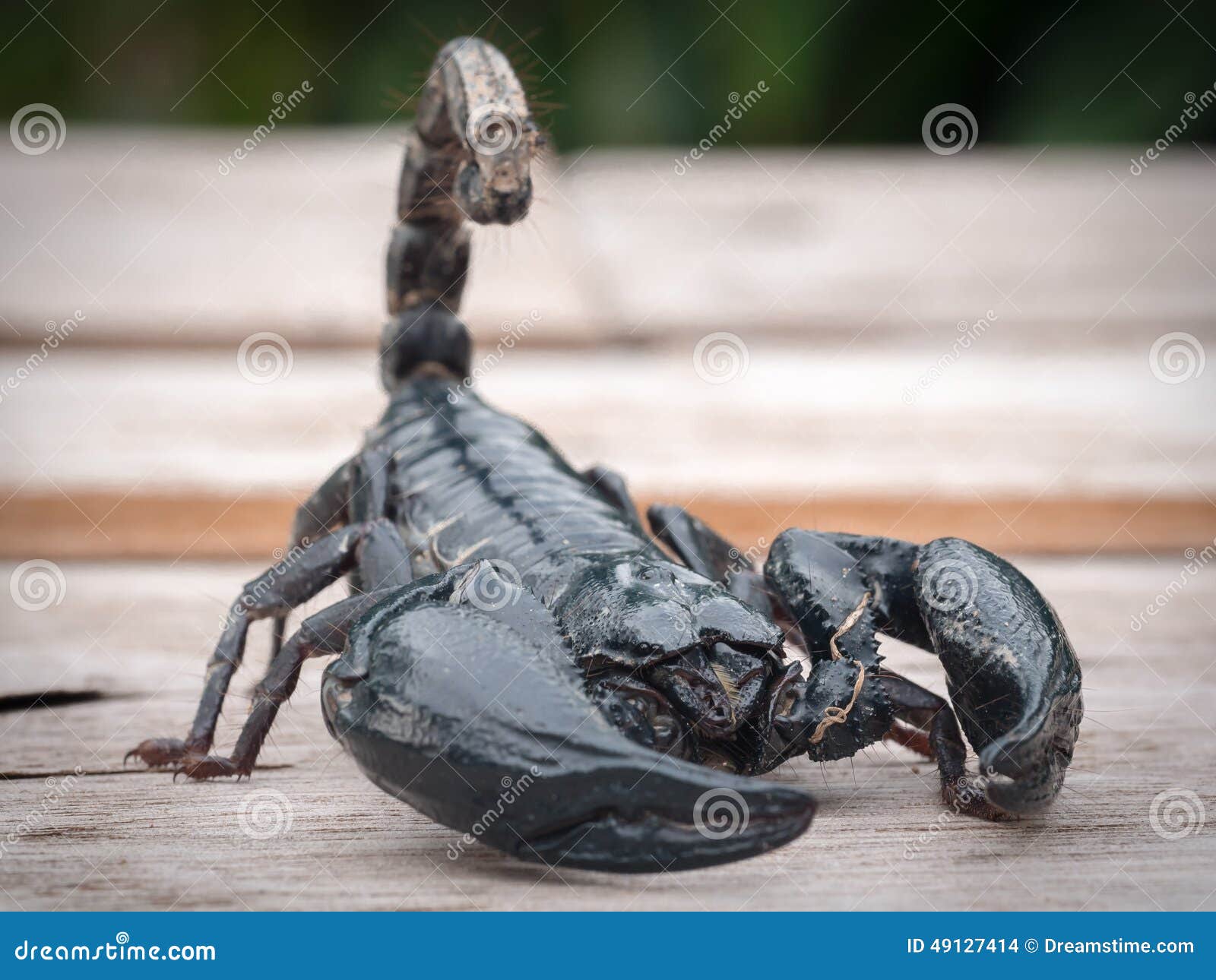 Giant Scorpion