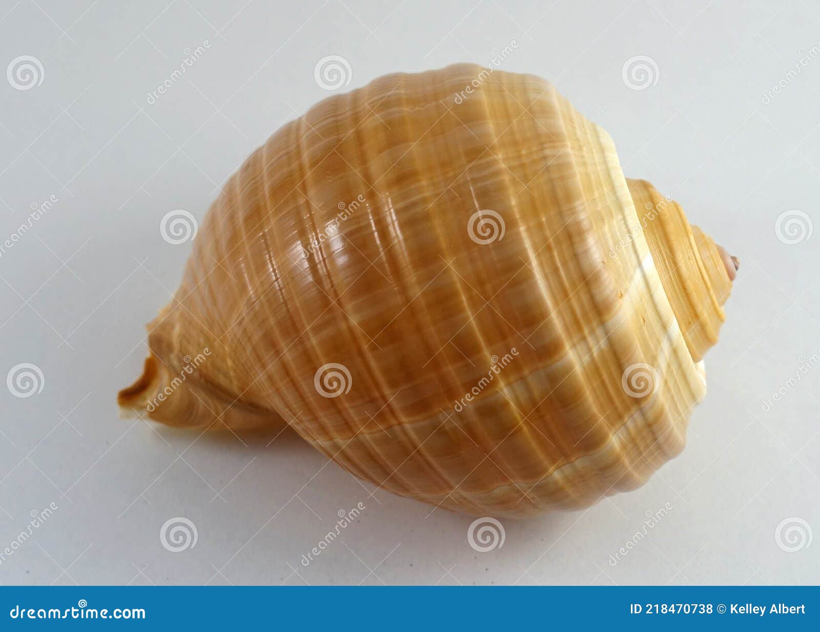 Giant Sea Shell Against a White Background Stock Photo - Image of giant ...
