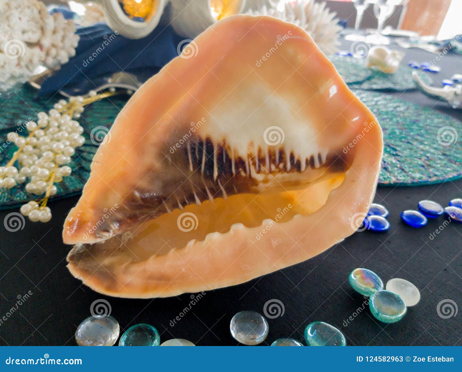 Giant Sea Shell from a Table Deocration in Black and Blue Stock Image ...