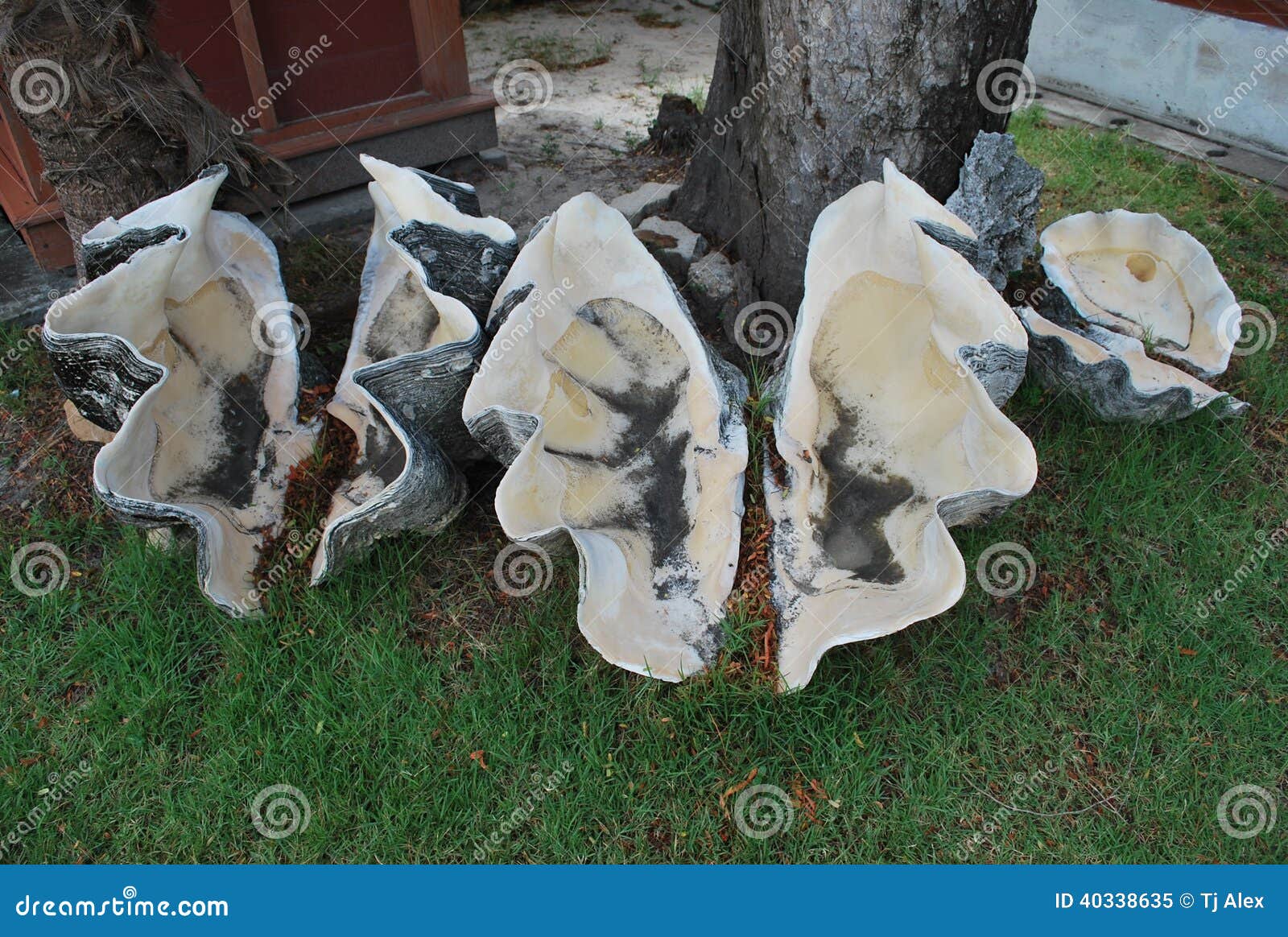 Giant sea shell stock image. Image of mermaid, stair - 40338635