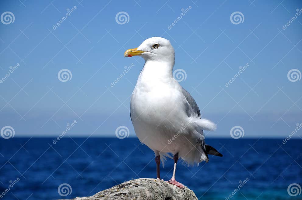 Giant Seagull stock image. Image of ocean, bird, gull - 26746057