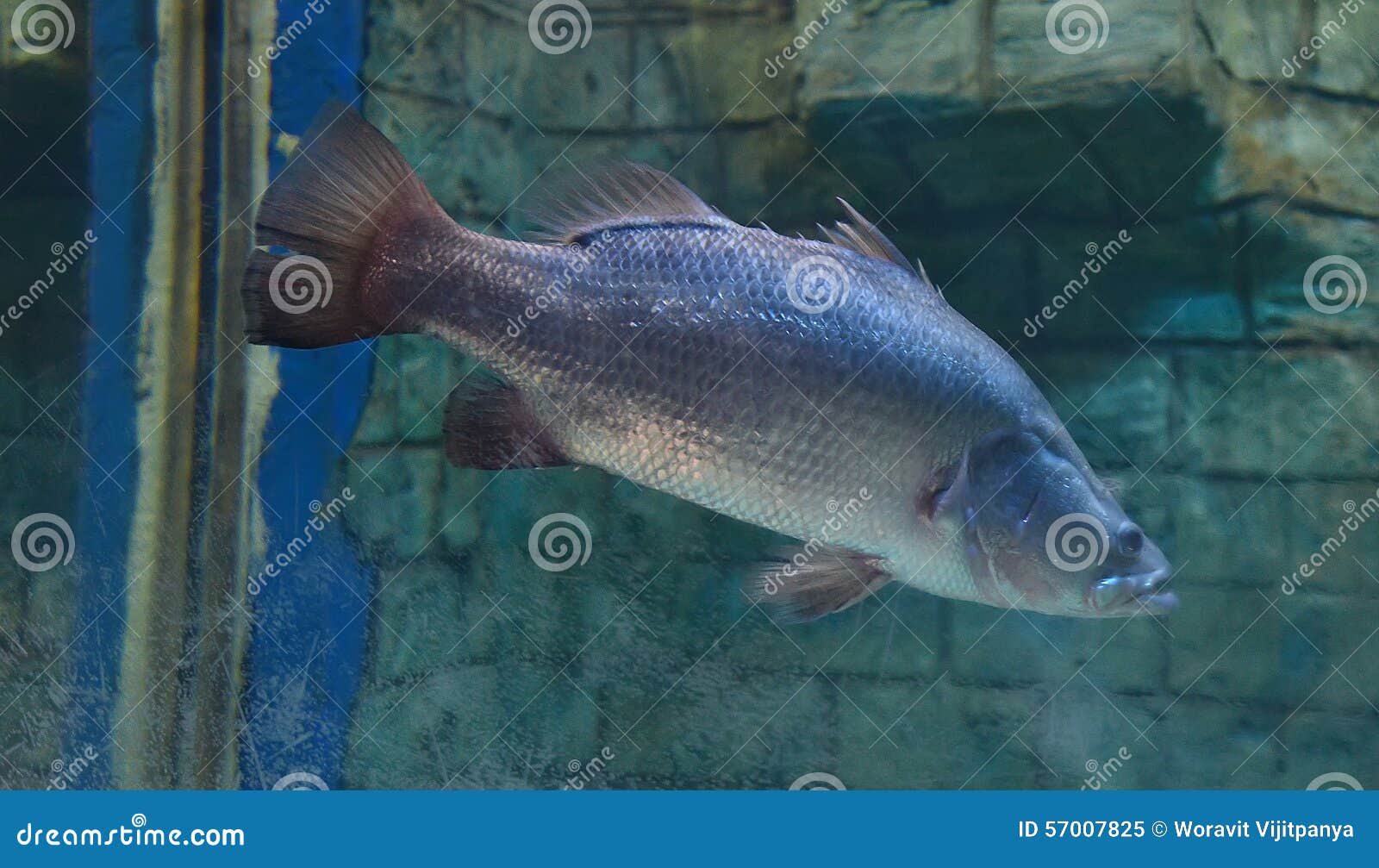 Giant seaperch stock image. Image of beautiful, collection - 57007825