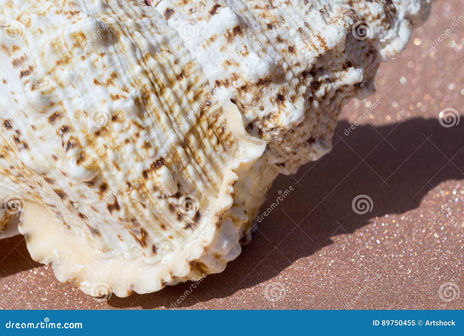 Giant Seashell Macro stock image. Image of white, close - 89750455
