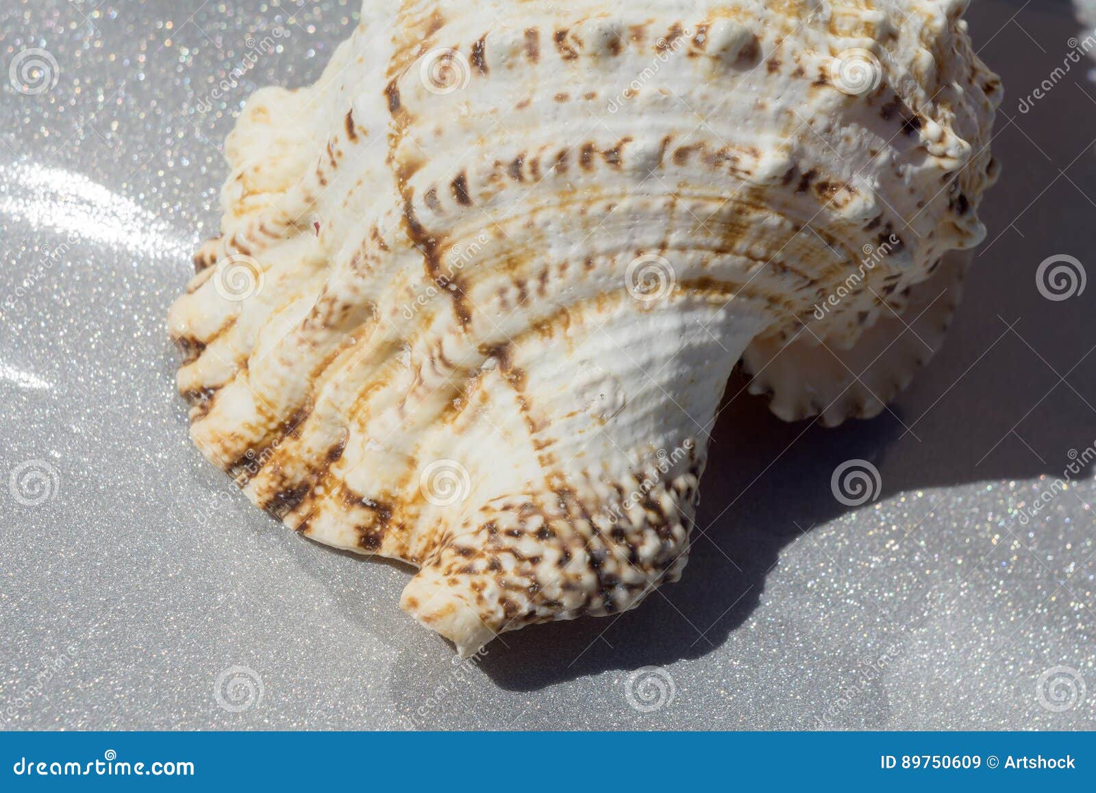 Giant Seashell Macro stock image. Image of white, animal - 89750609