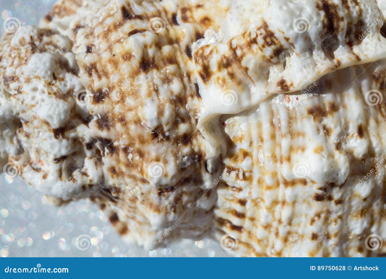 Giant Seashell Macro stock photo. Image of beach, white - 89750628