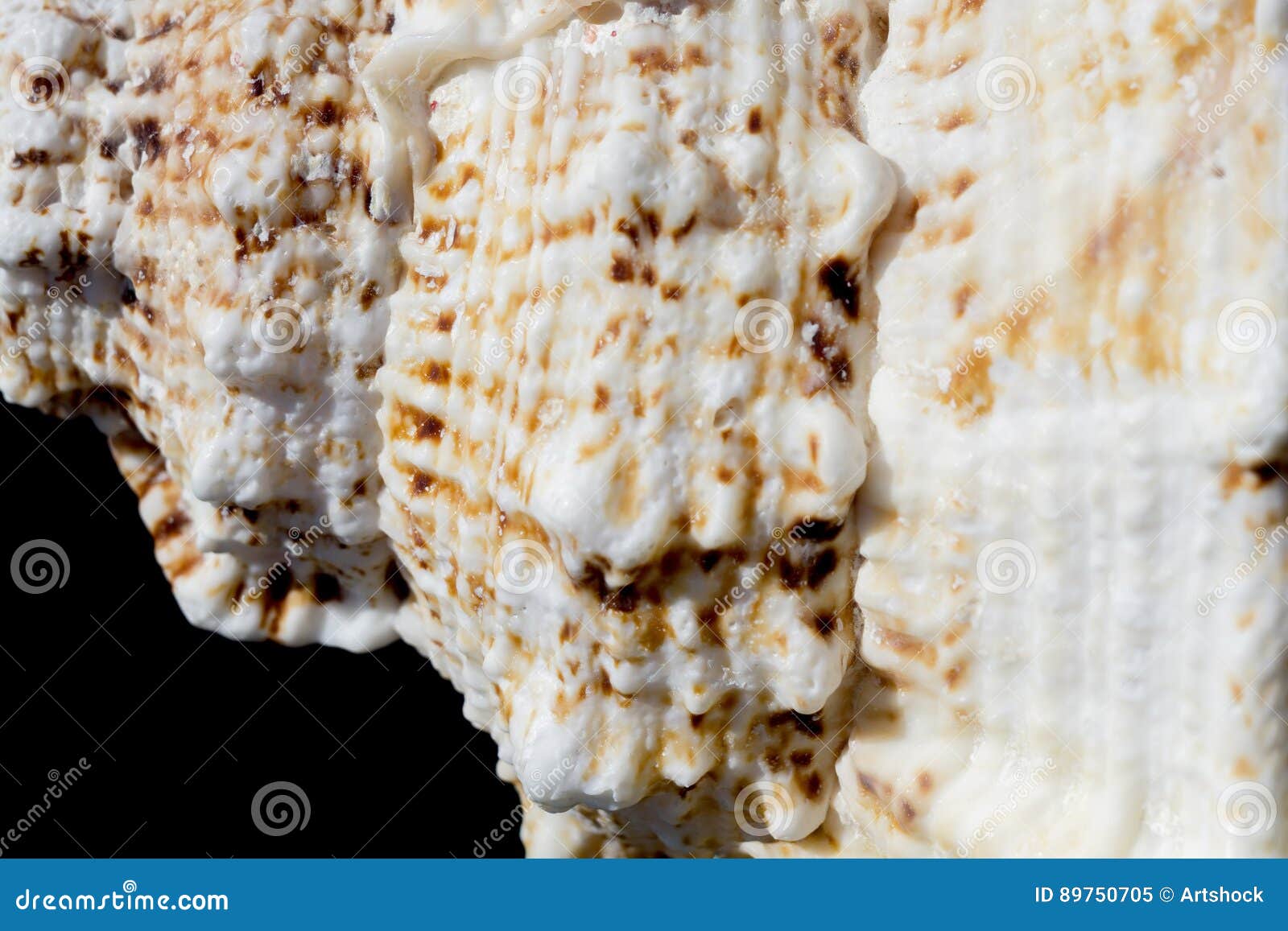 Giant Seashell Macro stock image. Image of summer, macro - 89750705