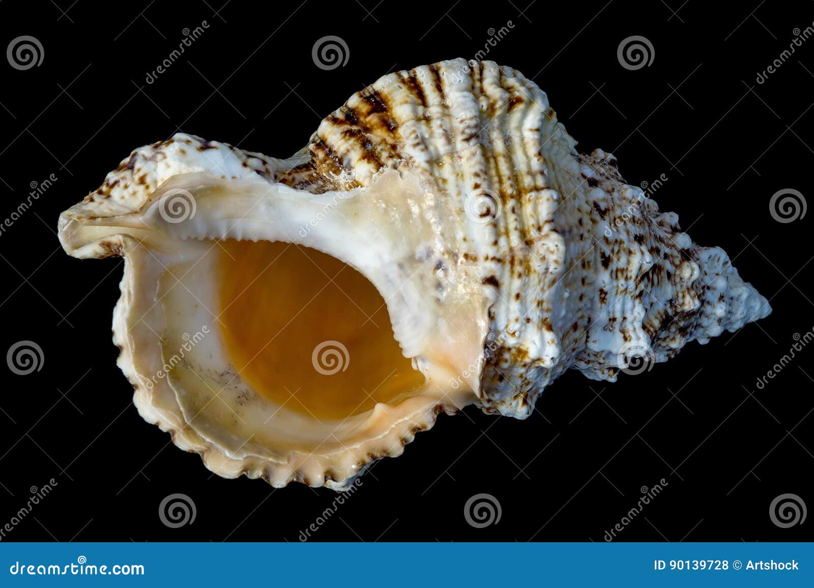 Giant Seashell Macro stock photo. Image of tropical, mollusk - 90139728