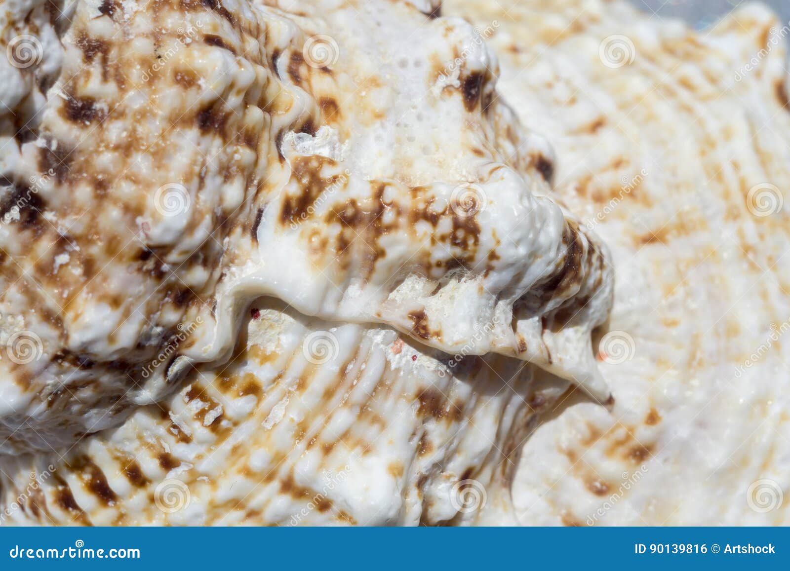 Giant Seashell Macro stock photo. Image of close, beach - 90139816