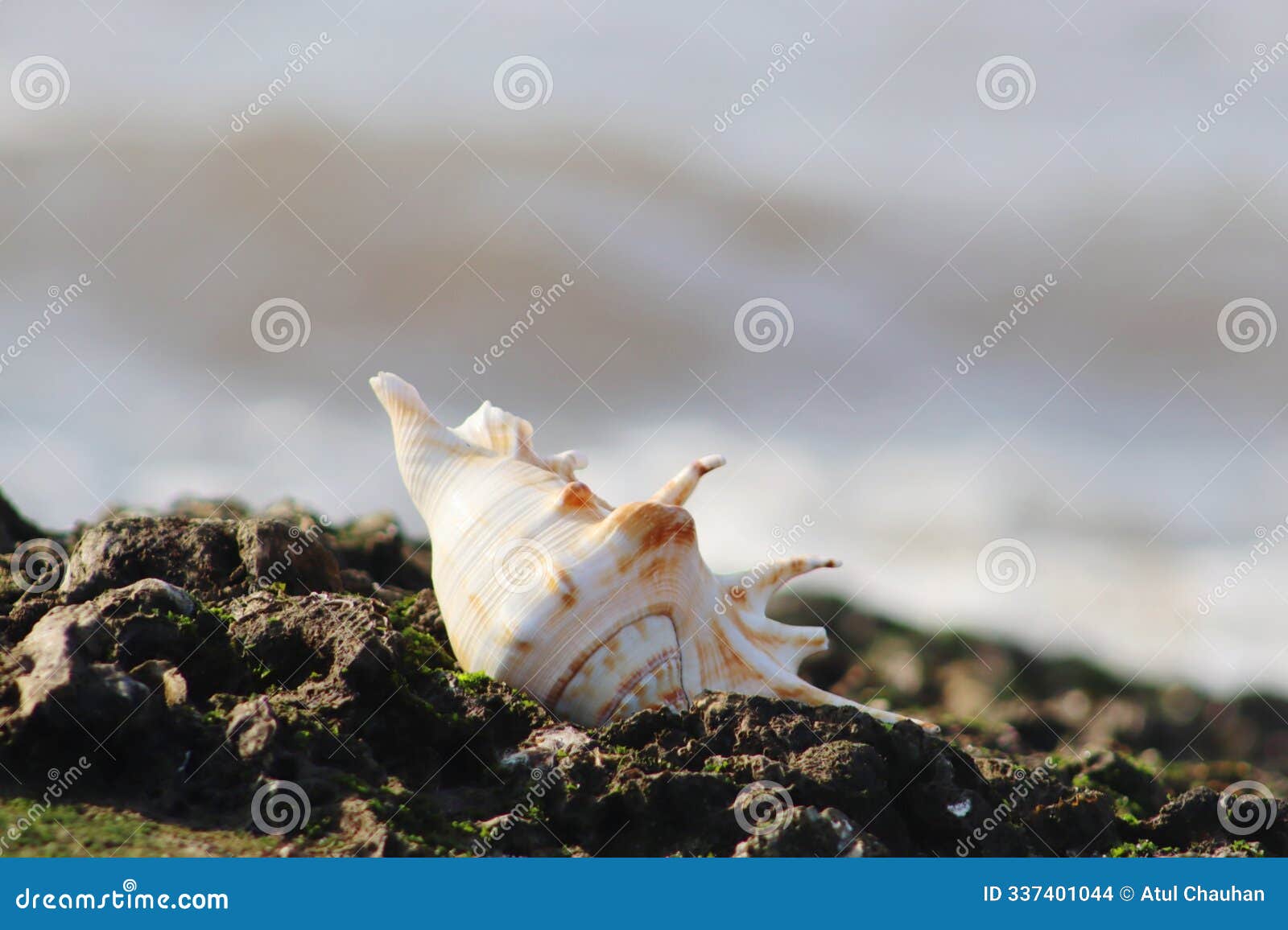 Giant Seashells in the Small Stone on the Beach Side Stock Photo ...
