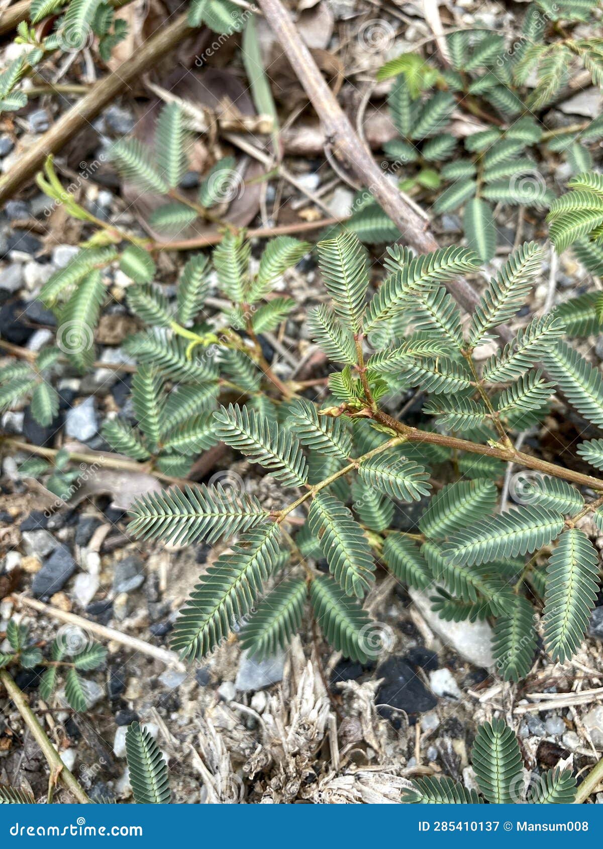 Giant Sensitive Plant or Creeping Sensitive Plant in Garden Stock Image ...