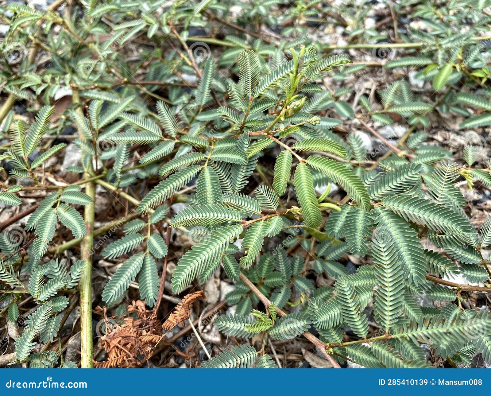 Giant Sensitive Plant or Creeping Sensitive Plant in Garden Stock Image ...