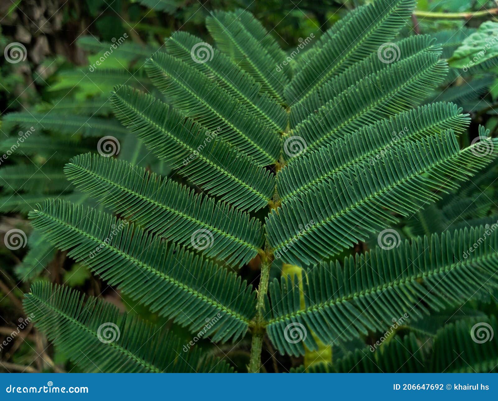 The giant sensitive tree stock photo. Image of plant - 206647692