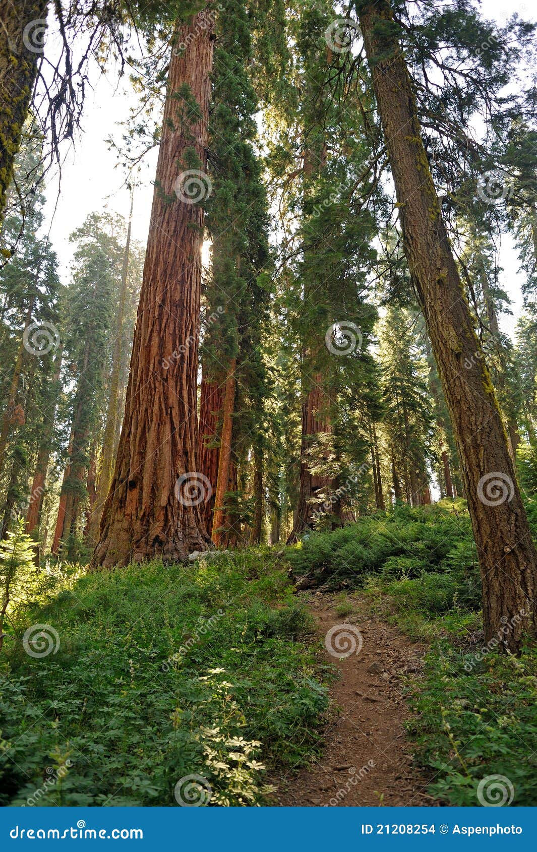 Giant Seqoias in Mariposa Grove Stock Photo - Image of mariposa, fence ...