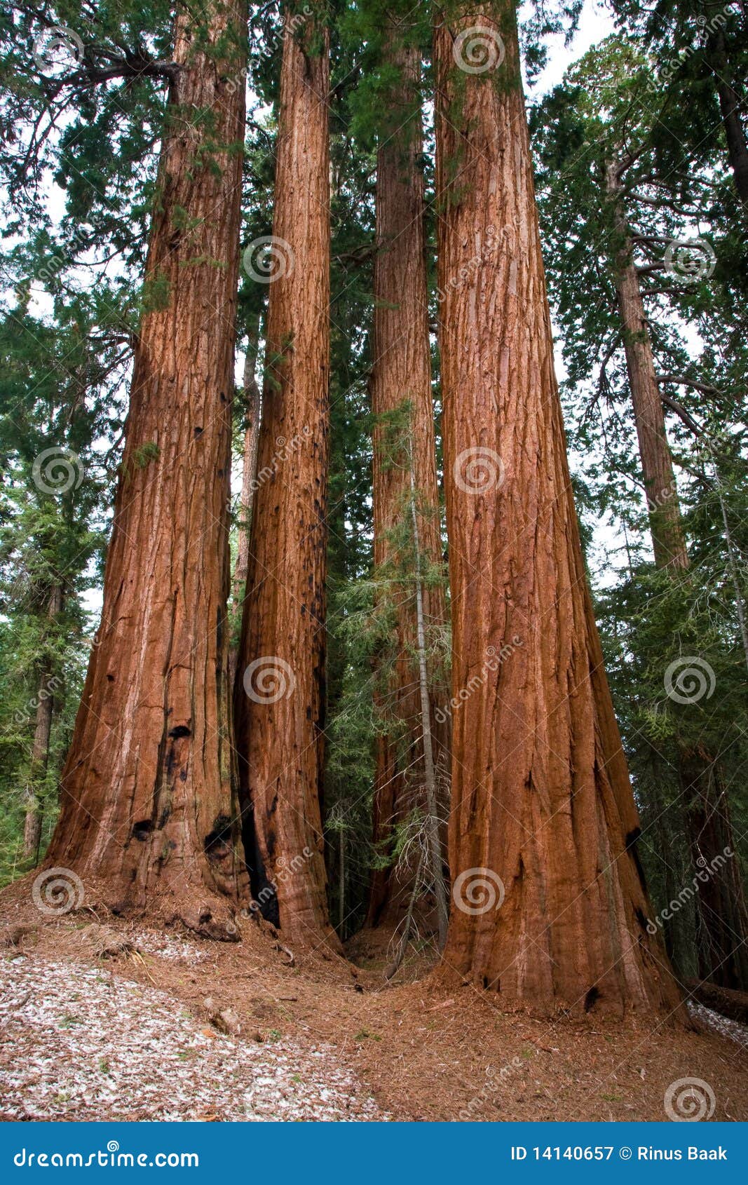 Giant Sequoia Trees Royalty-Free Stock Photography | CartoonDealer.com ...