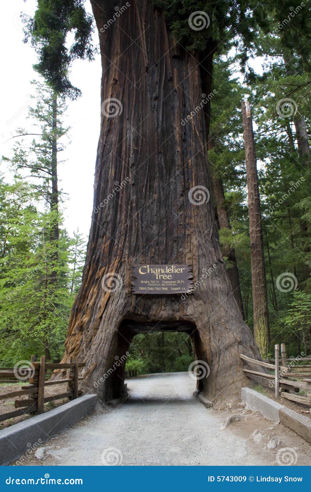Sequoia Tree Height