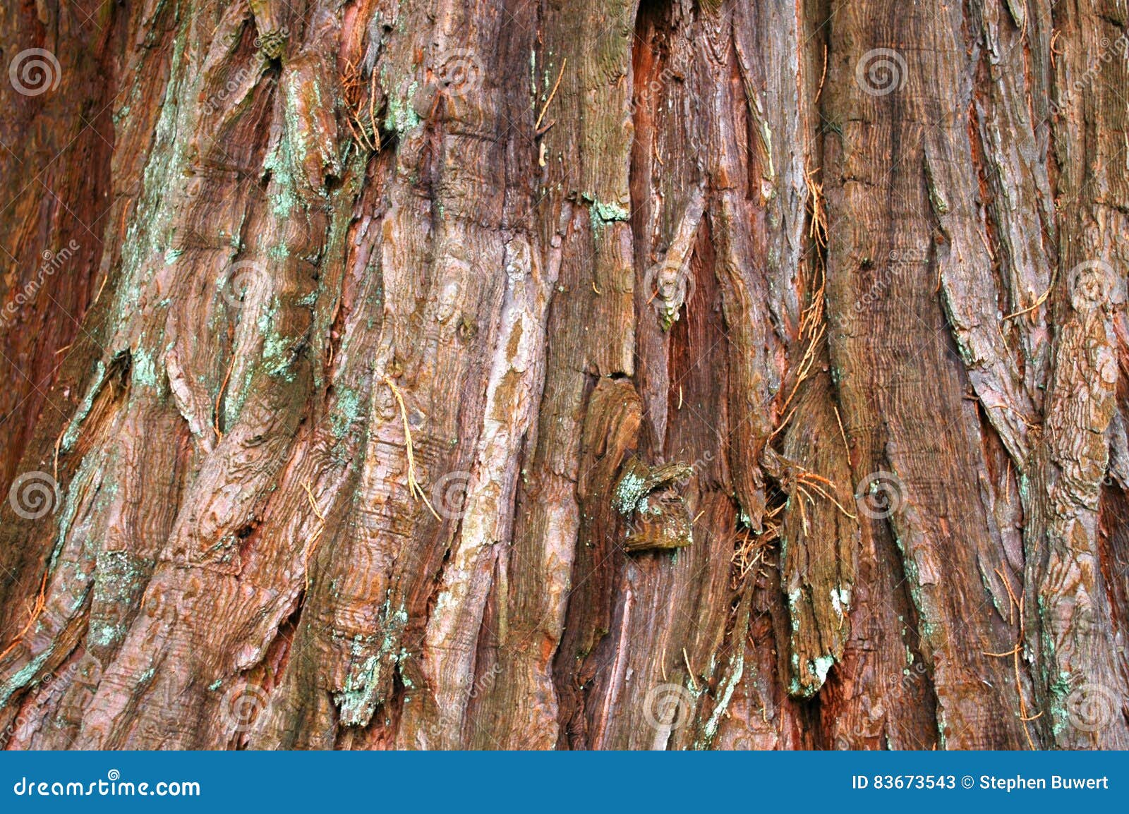 Giant Sequoia Bark Pattern stock image. Image of bark - 83673543