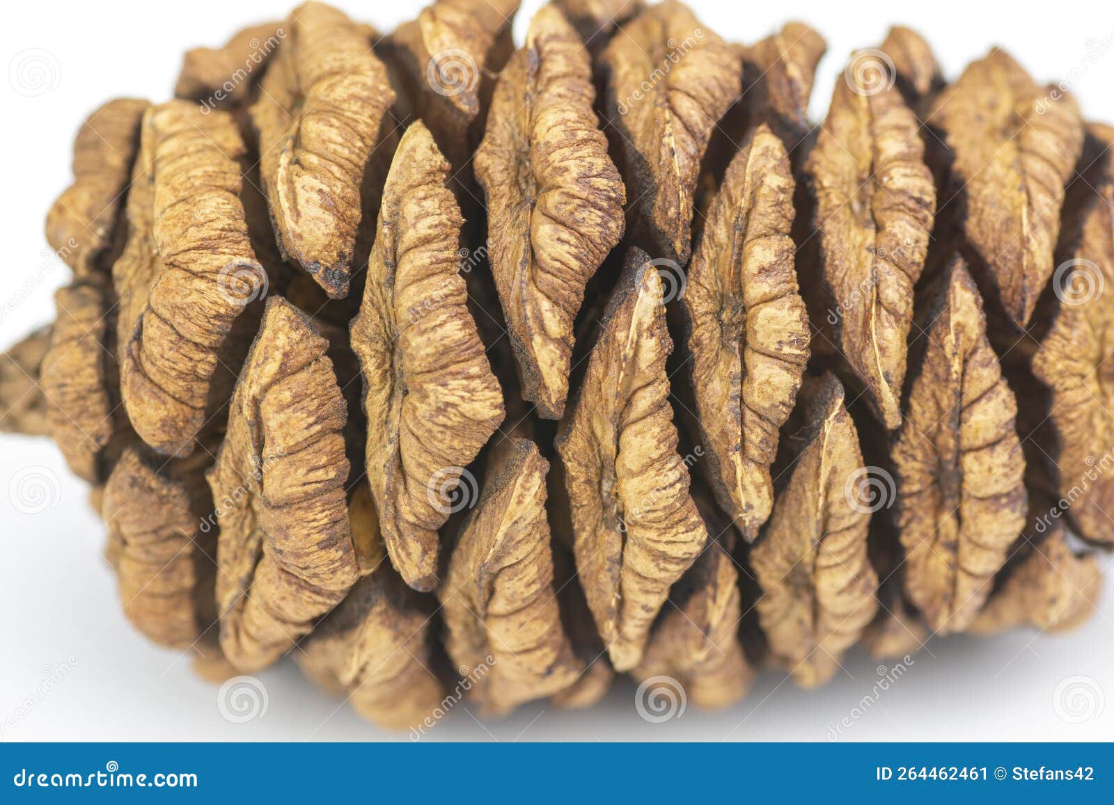 Giant Sequoia (Sequoiadendron Giganteum) Cone Isolated on White ...