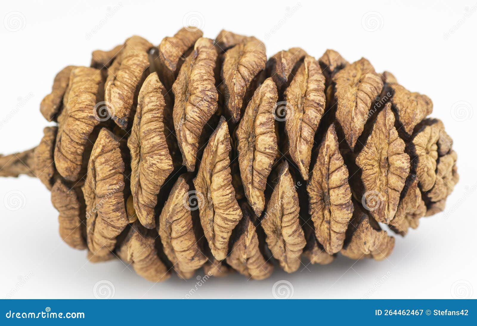 Giant Sequoia (Sequoiadendron Giganteum) Cone Isolated on White ...