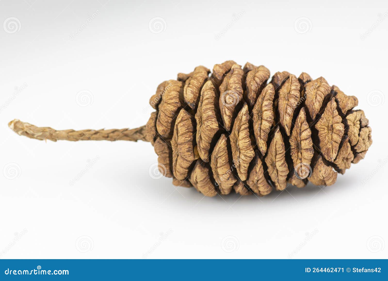 Giant Sequoia (Sequoiadendron Giganteum) Cone Isolated on White ...