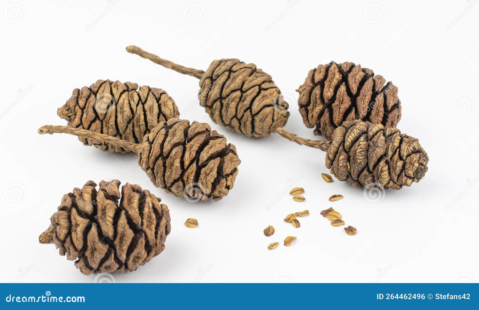 Giant Sequoia (Sequoiadendron Giganteum) Cones Isolated on White ...