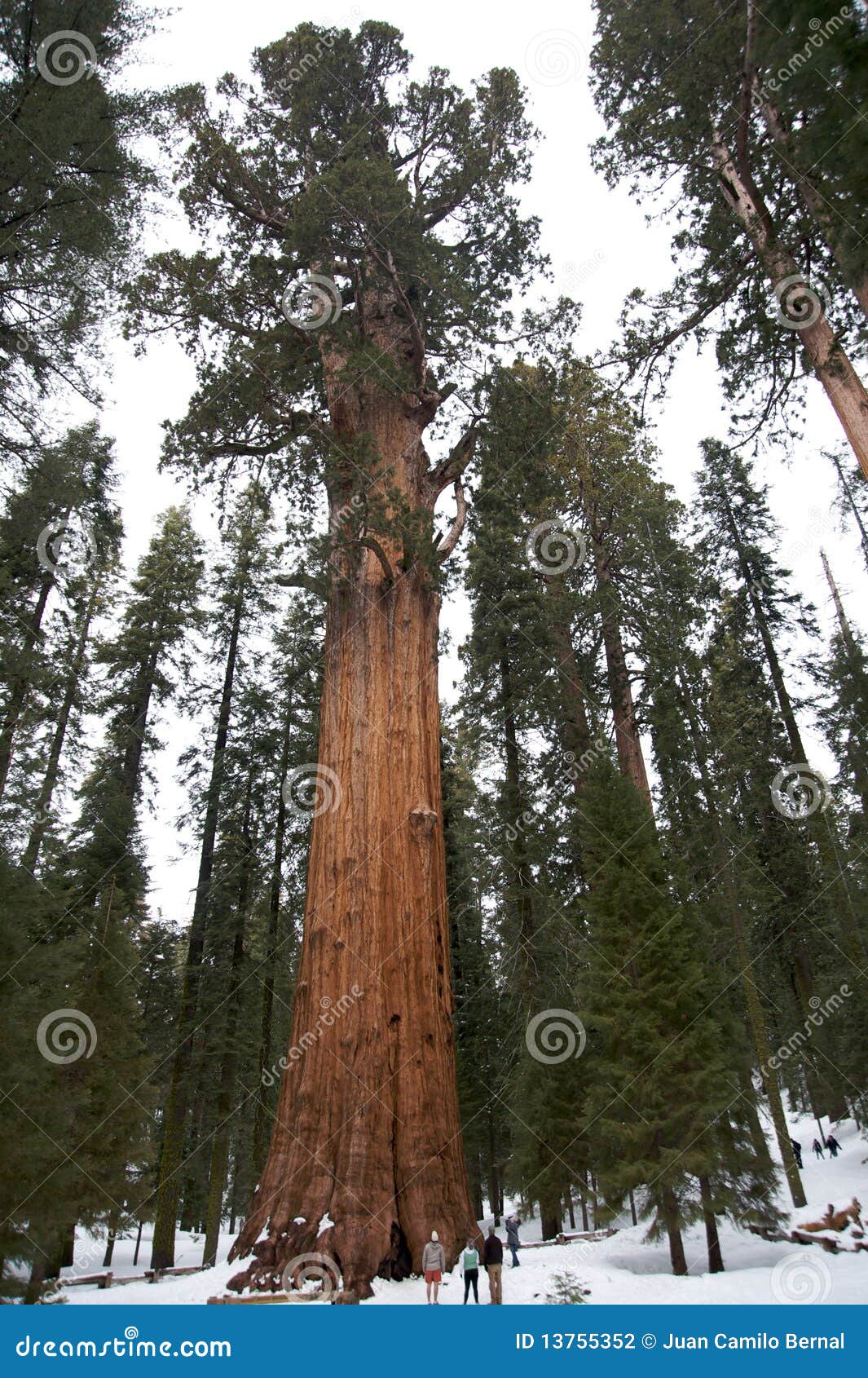 Giant Sequoia tree stock photo. Image of sherman, winter - 13755352