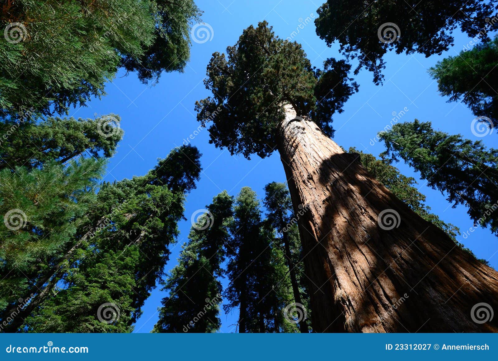Giant Sequoia Tree Blue Sky Stock Image - Image of massive, blue: 23312027