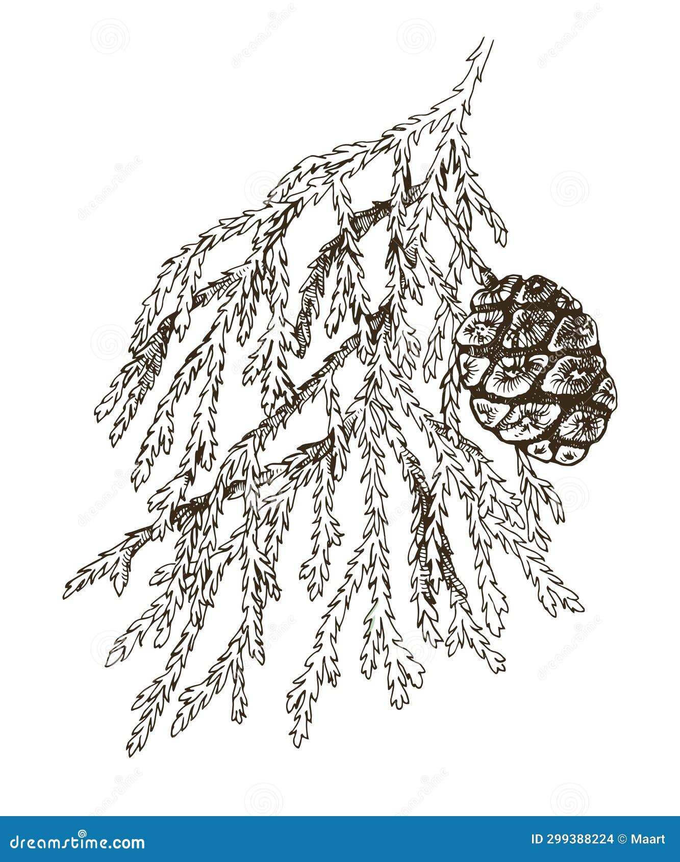 Giant Sequoia Tree Branch Vector Stock Illustration - Illustration of ...