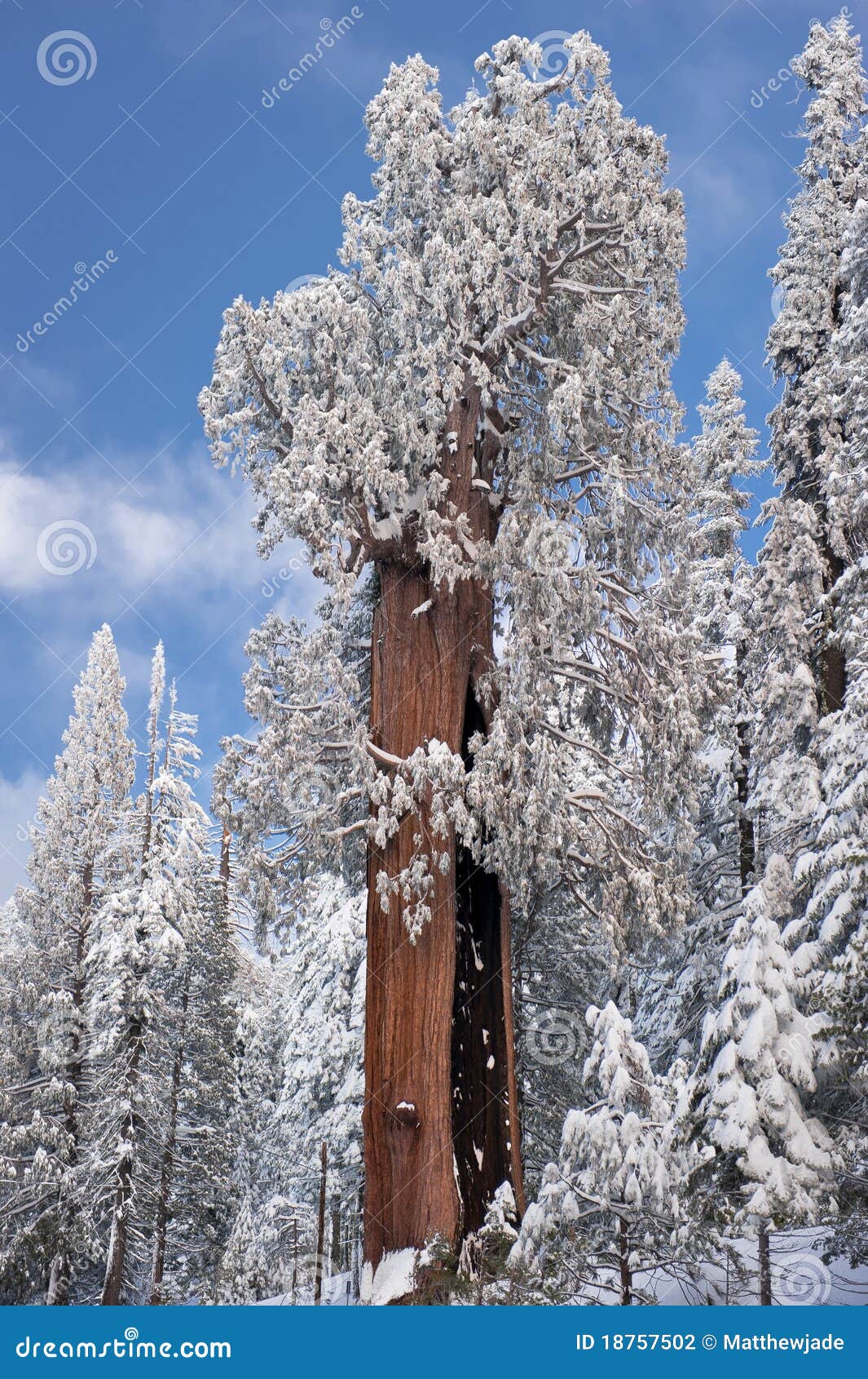 The Giant Sequoia Tree Covered in Snow Stock Photo - Image of leaves ...
