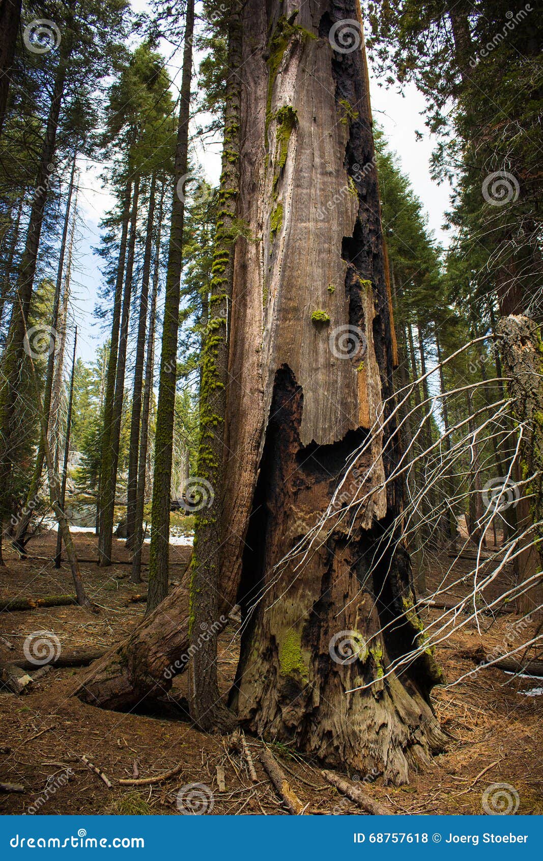 Giant sequoia tree stock photo. Image of outdoors, national - 68757618