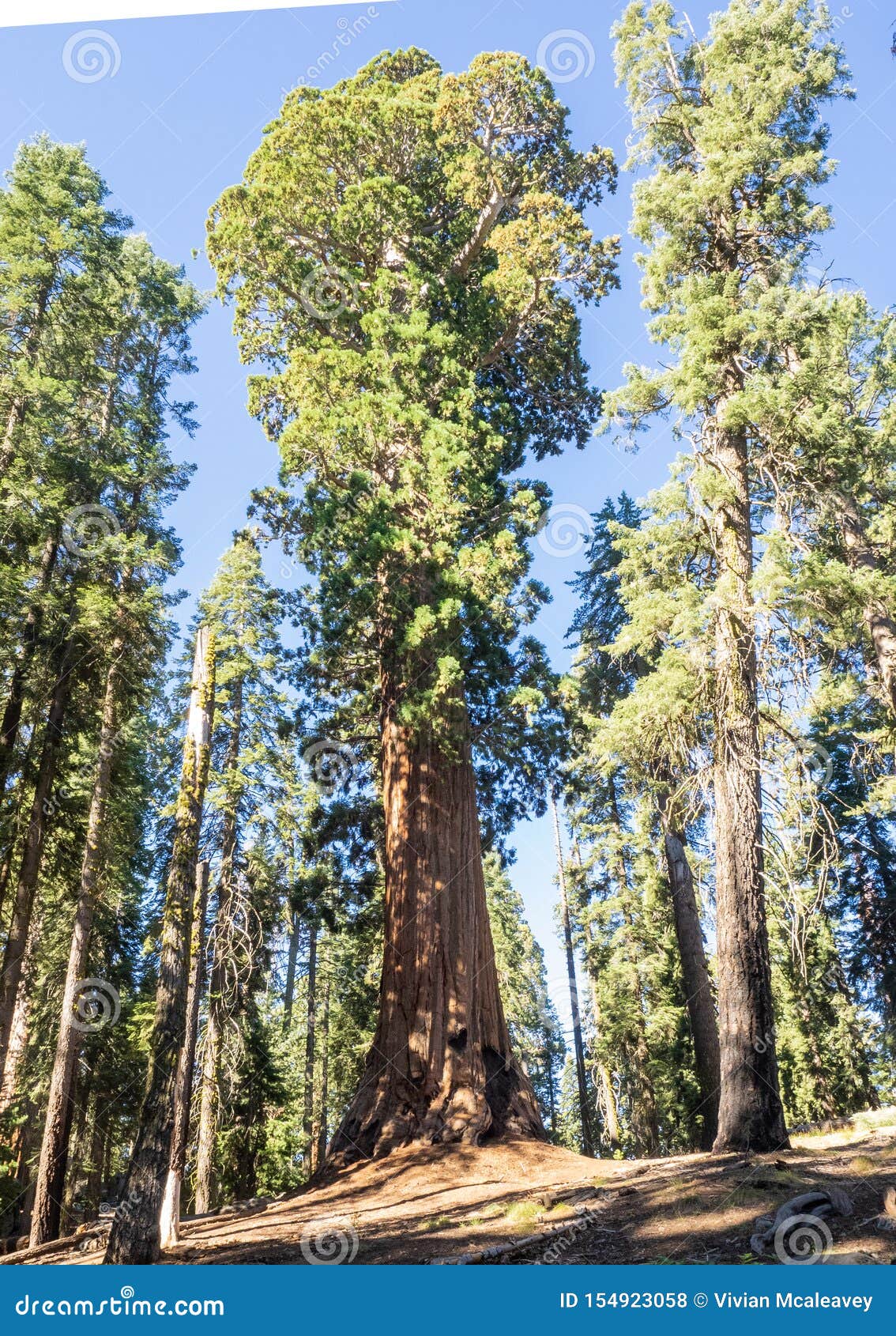 Giant Sequoia tree stock photo. Image of national, giant - 154923058