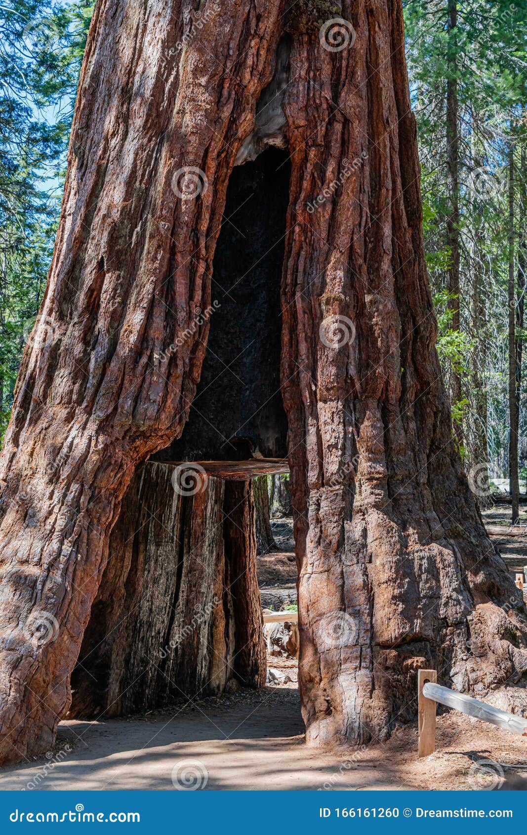 Giant Sequoia Tree stock photo. Image of sequoia, america - 166161260