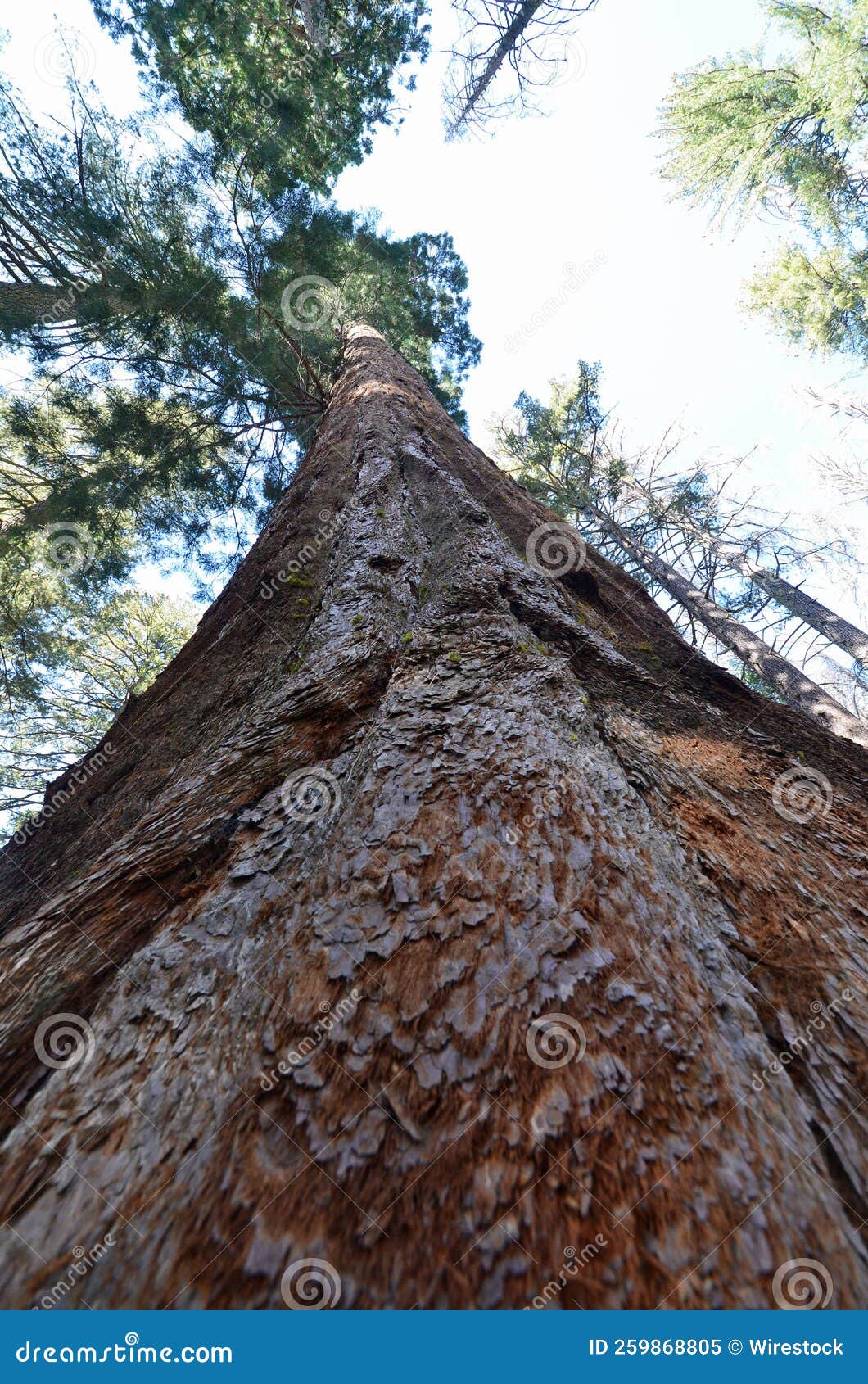 Giant Sequoia Tree Pictured at the Center of the Forest, Vertical,low ...