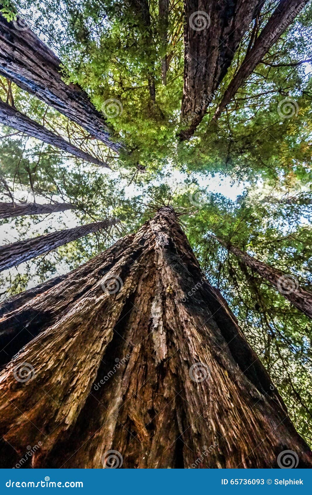 Giant Sequoia Trees in California Stock Image - Image of redwood ...