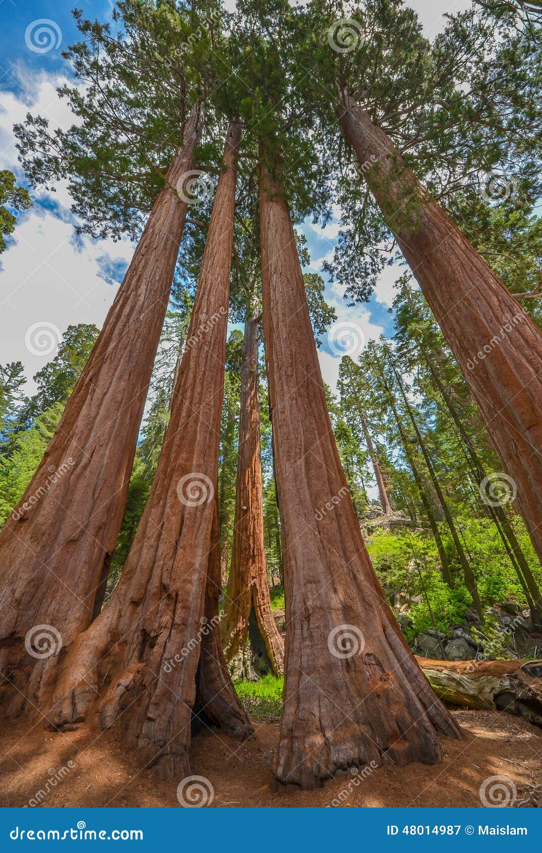 Giant Sequoia Trees stock image. Image of scene, america - 48014987