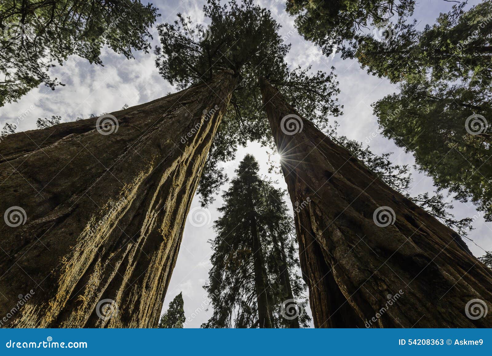 Giant Sequoia Trees stock image. Image of national, giant - 54208363