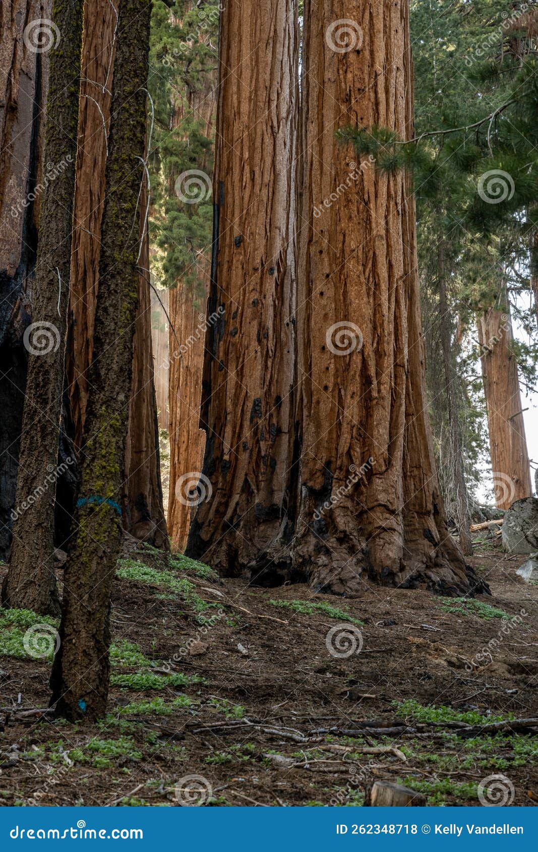 Giant Sequoia Trees Perched on Hill Side in Sequoia Stock Photo - Image ...