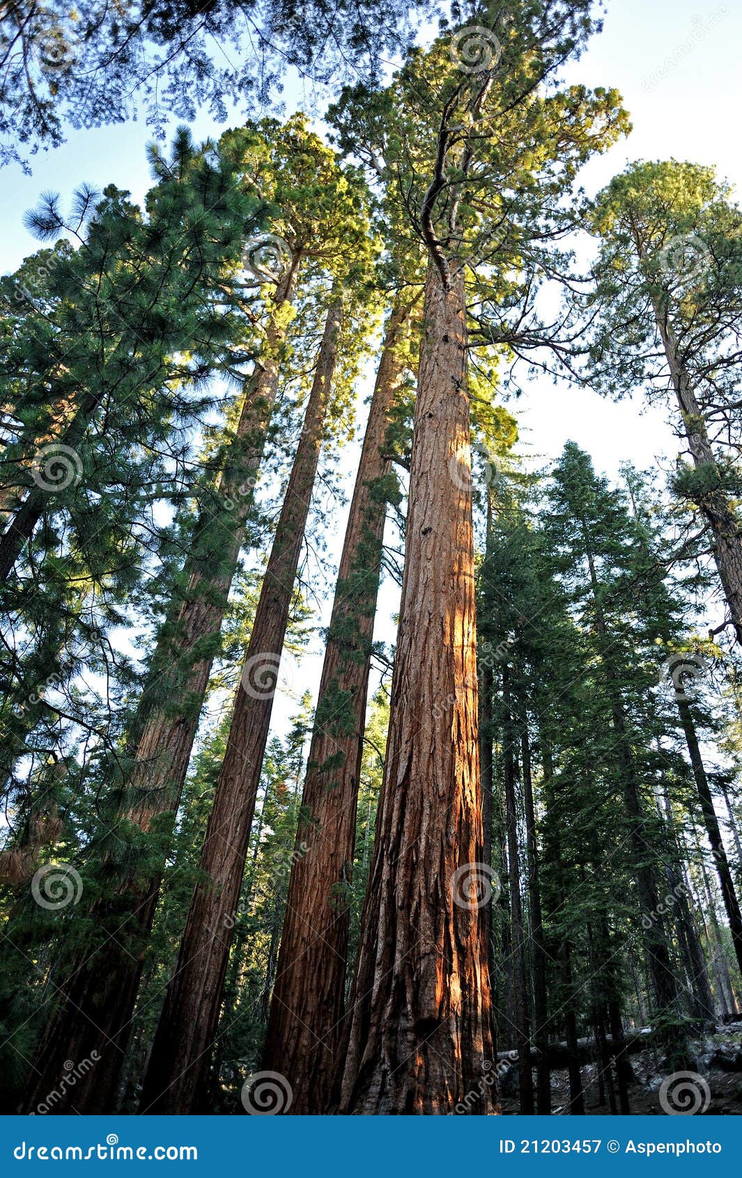 Giant Sequoia Trees - Yosemite National Park Stock Image - Image of ...