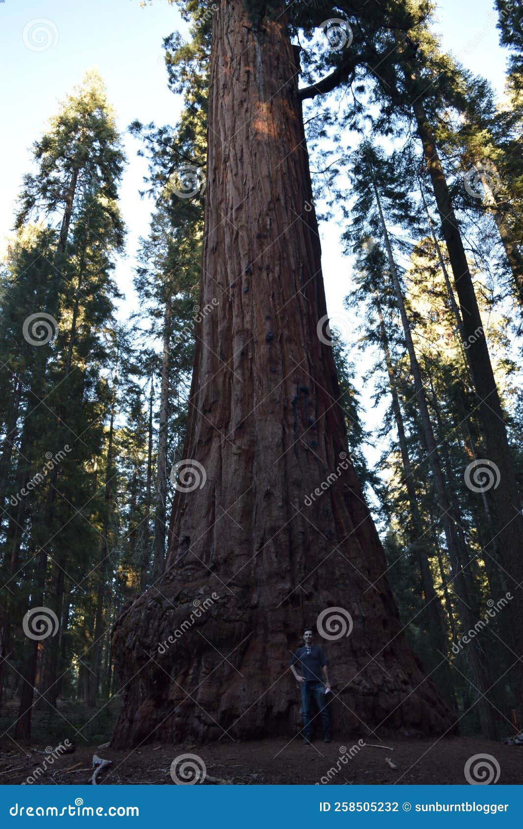 Giant Sequoias in California Editorial Photography - Image of desert ...