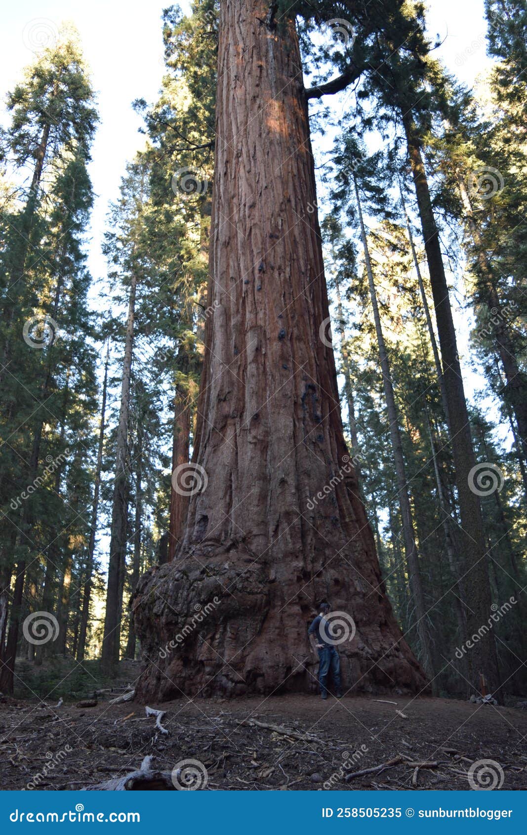 Giant Sequoias, Sequoia National Park Editorial Image | CartoonDealer ...
