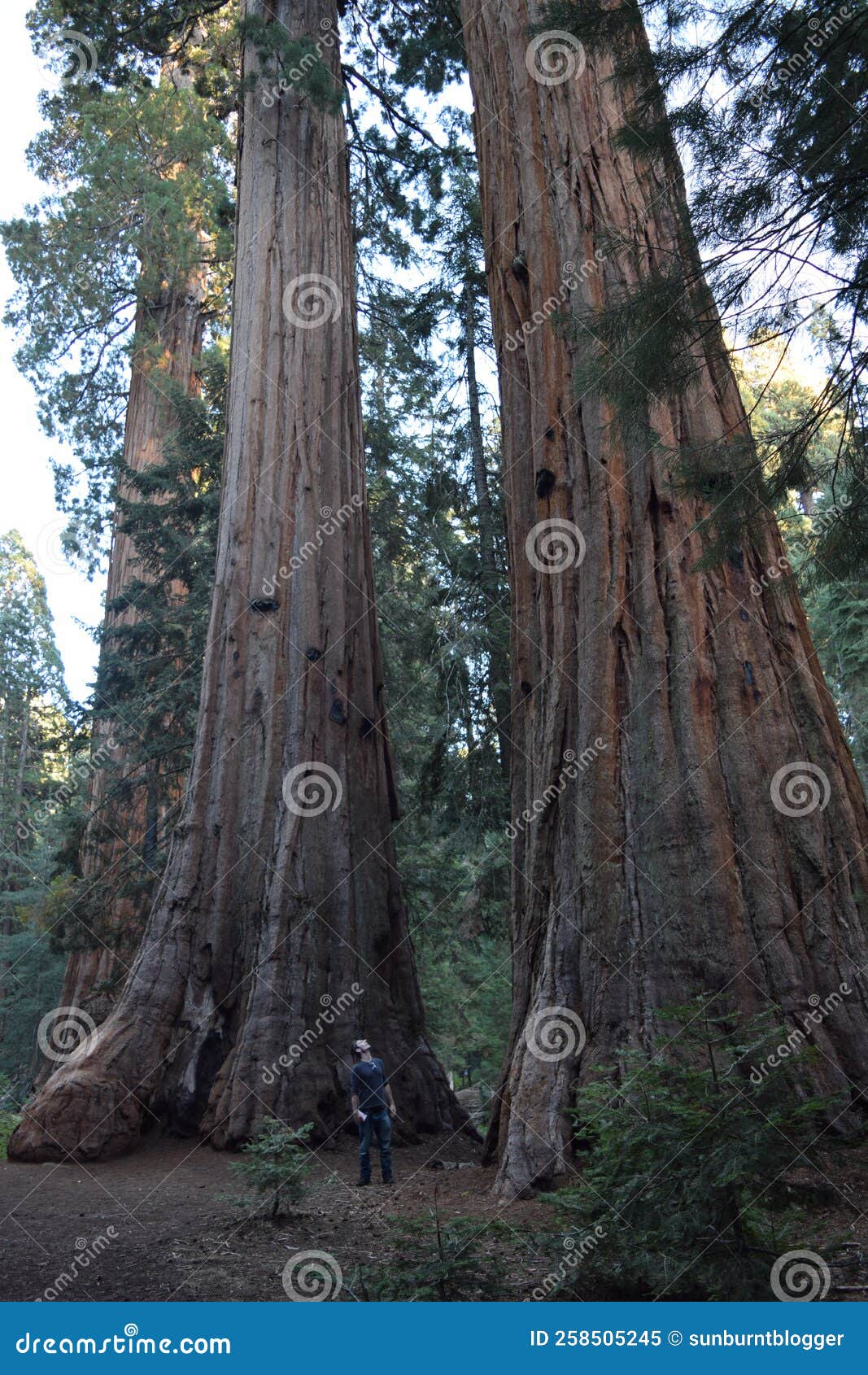 Giant Sequoias, Sequoia National Park Editorial Image | CartoonDealer ...