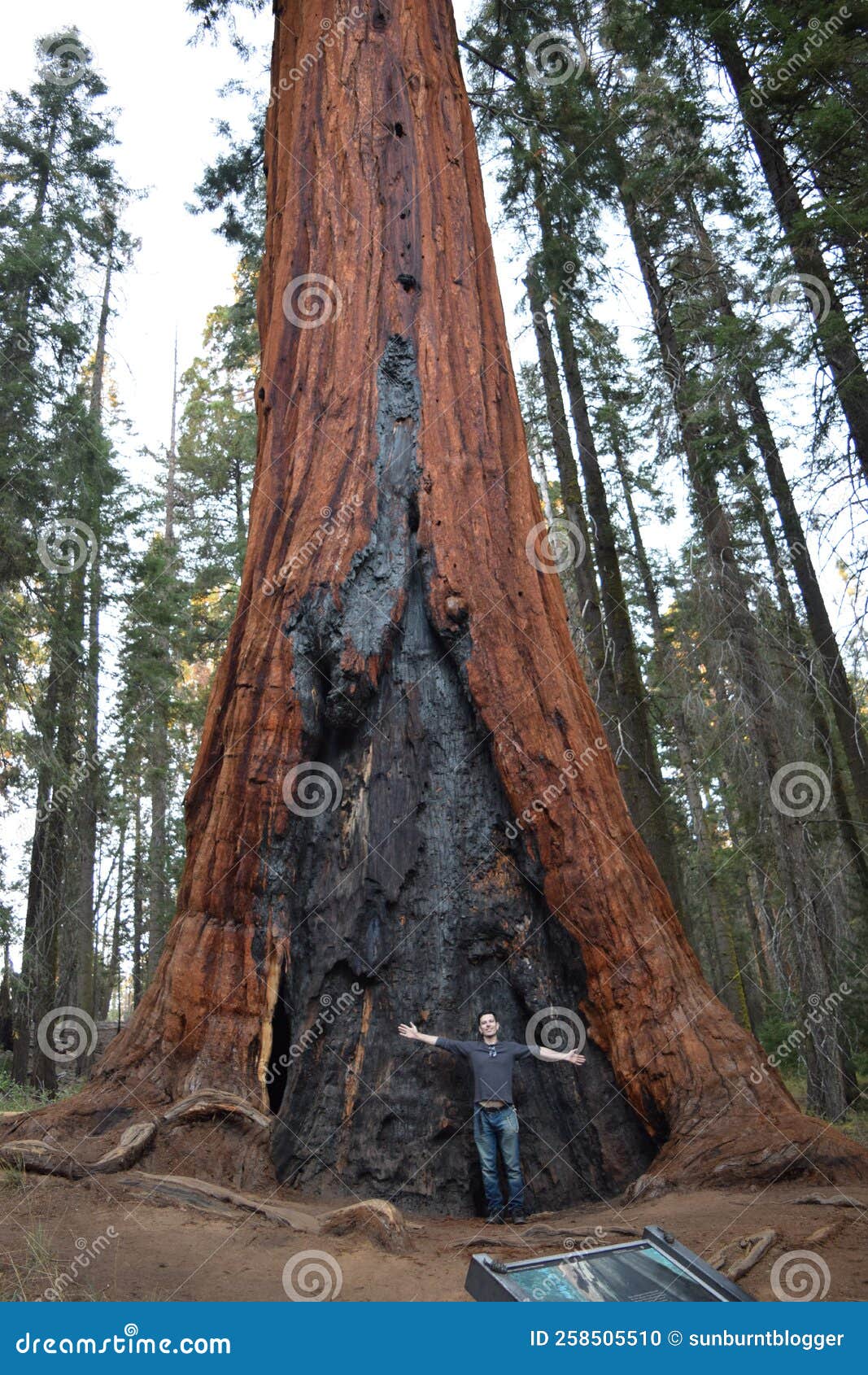 Giant Sequoias in California Editorial Image - Image of kings ...