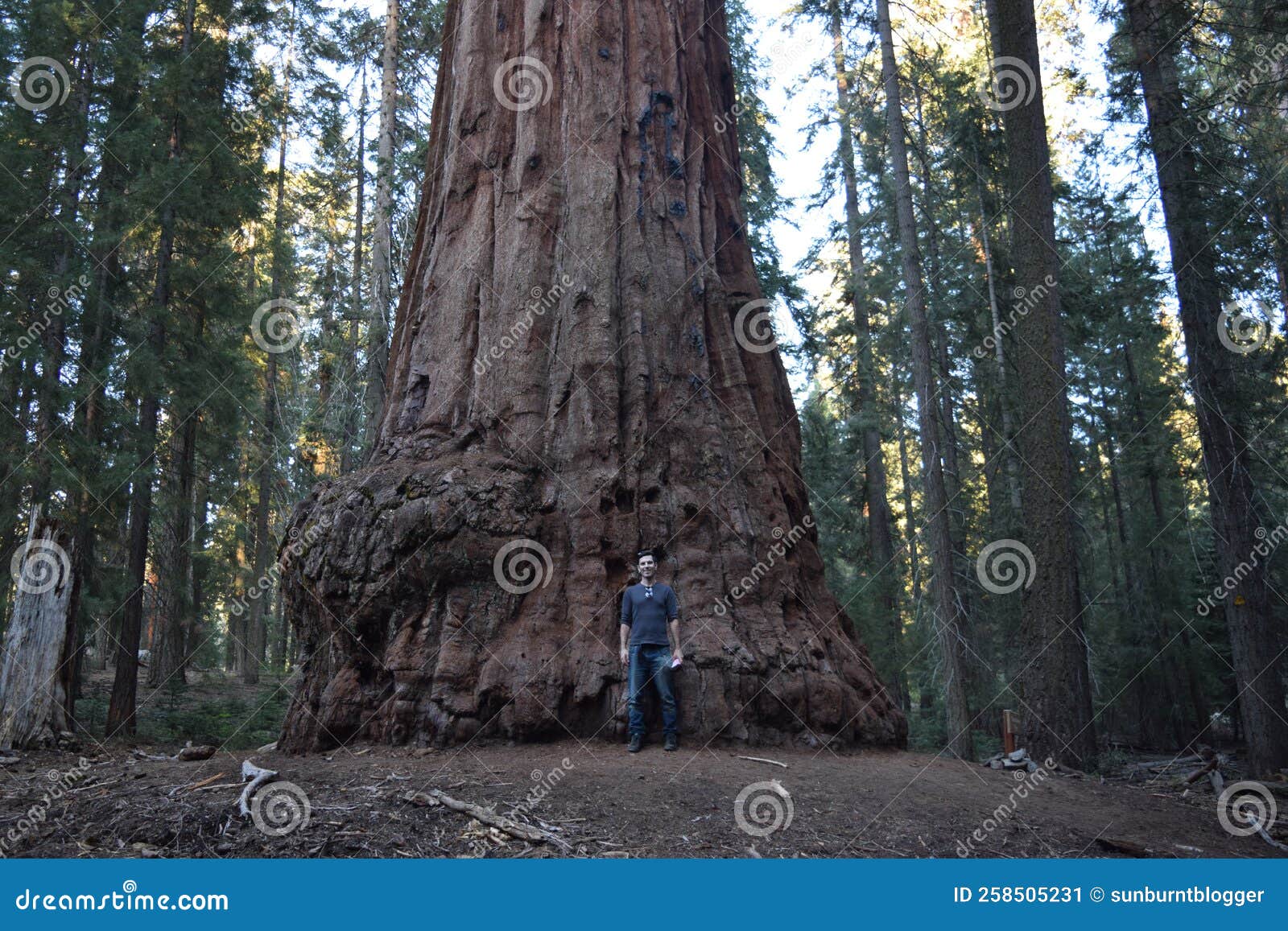 Giant Sequoias in California Editorial Photo - Image of giant, magical ...