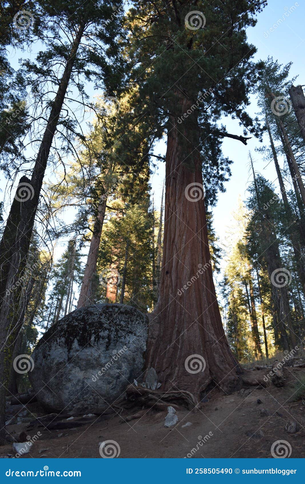 Giant Sequoias in California Stock Photo - Image of fire, fungus: 258505490