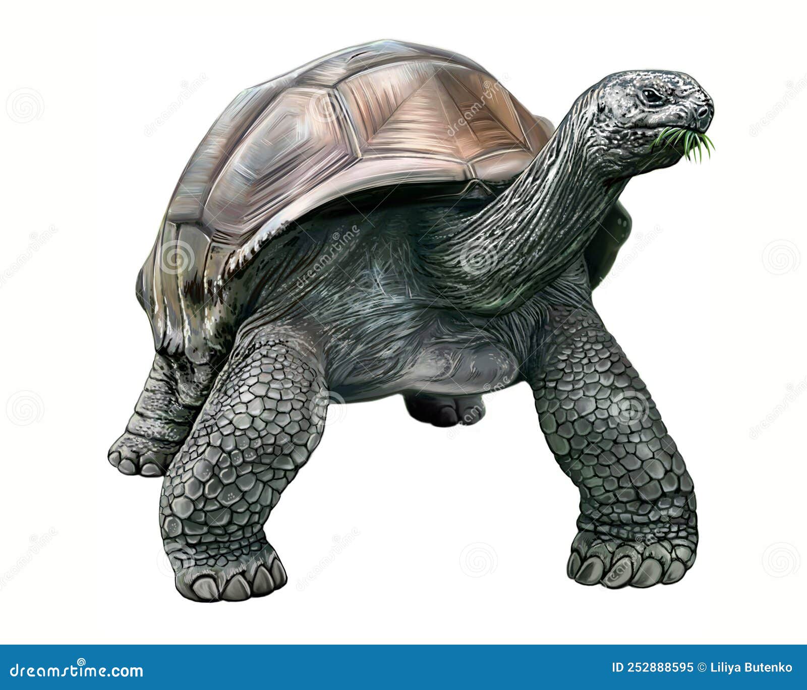 Aldabra Giant Tortoises Silhouette Side View Preview Isolated On White
